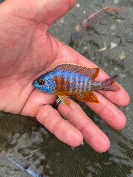 Collections – Central Florida Cichlids