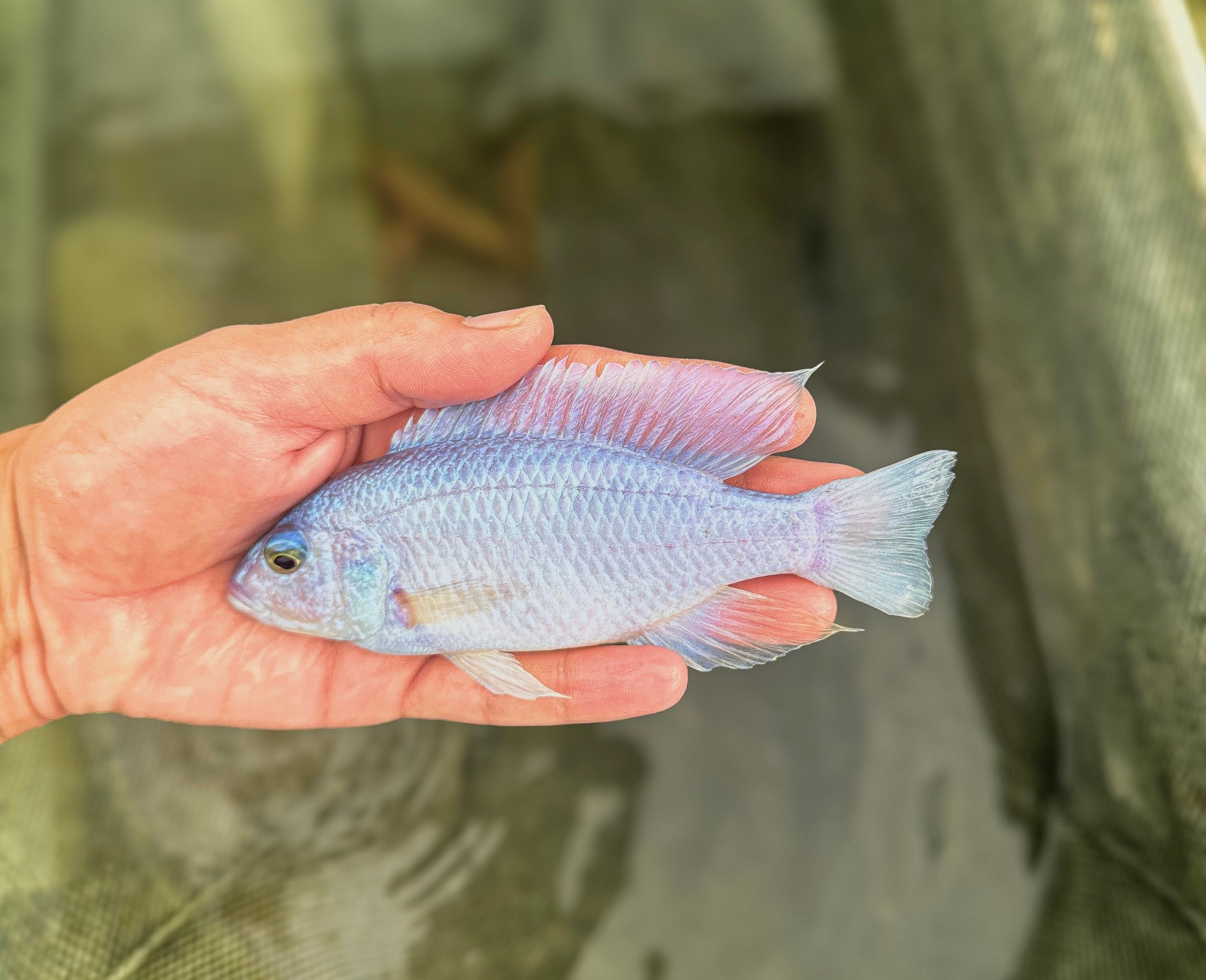 Collections – Central Florida Cichlids
