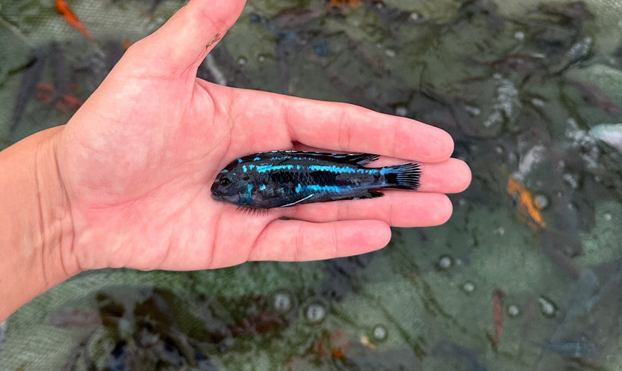 Collections – Central Florida Cichlids