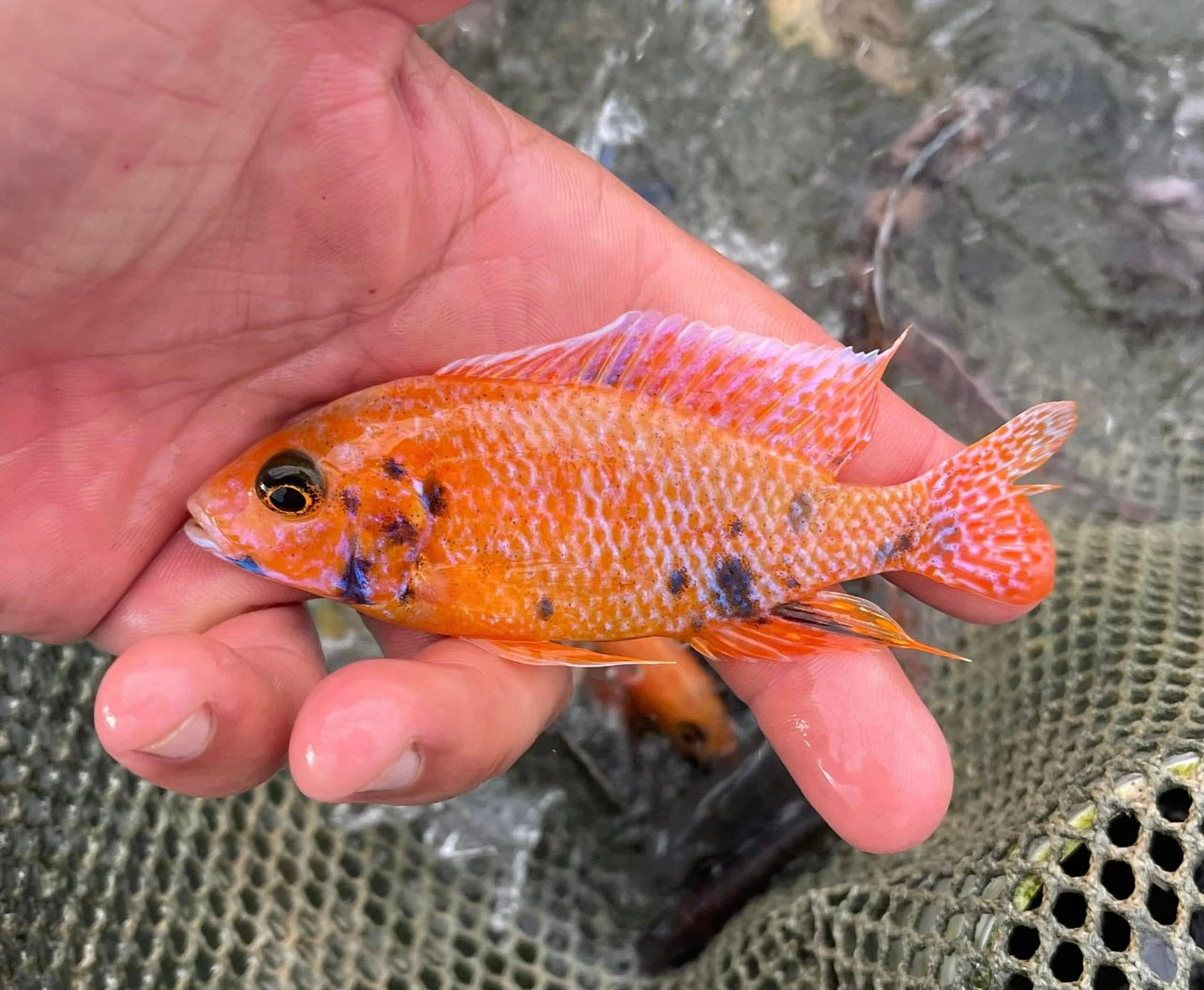Ob Peacock – Central Florida Cichlids