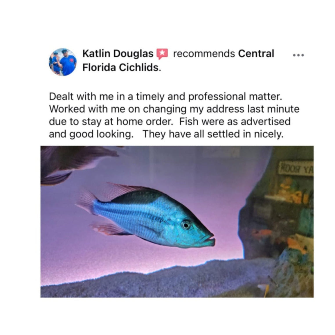 Brown Bushynose – Central Florida Cichlids