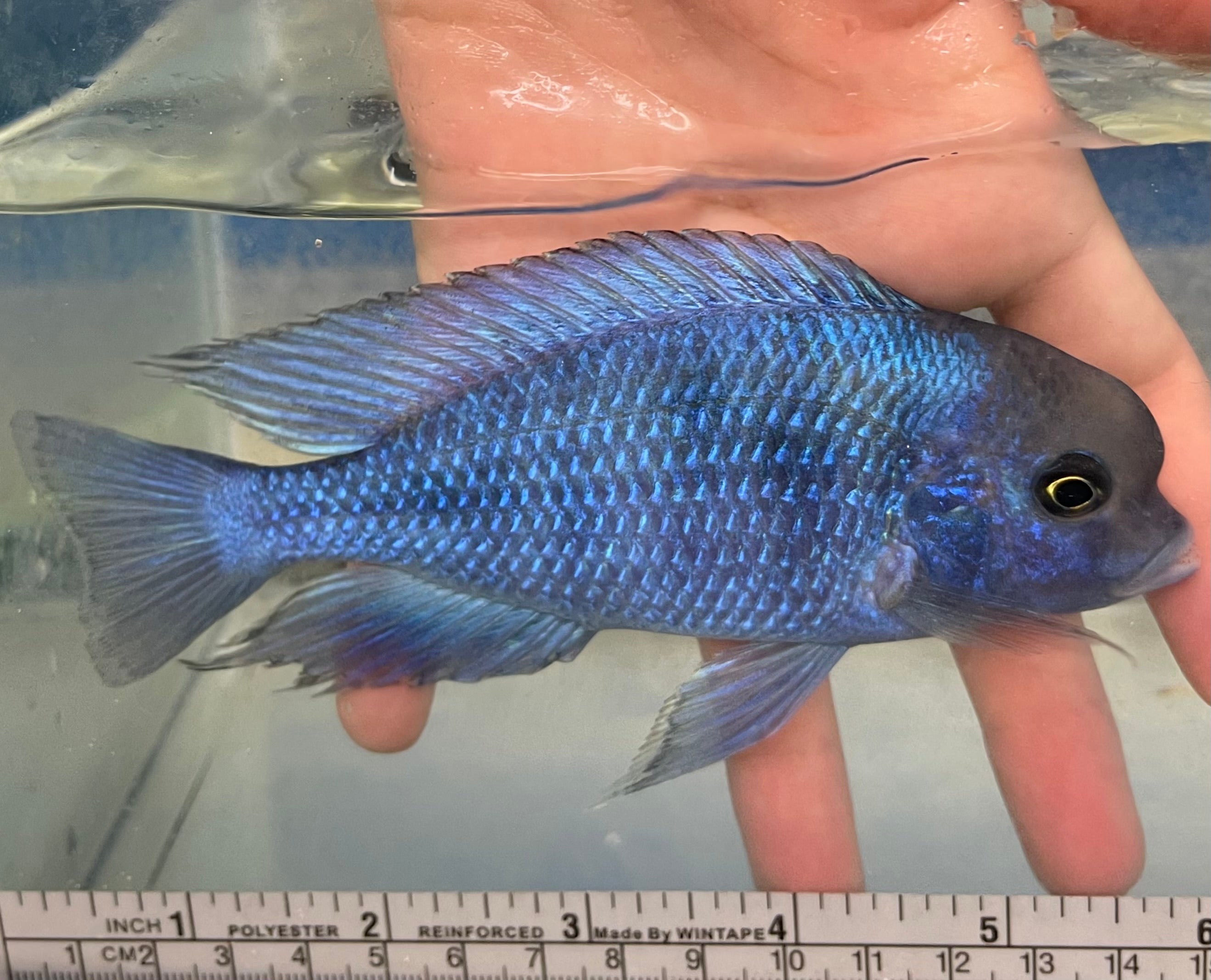Blue Dolphin – Central Florida Cichlids