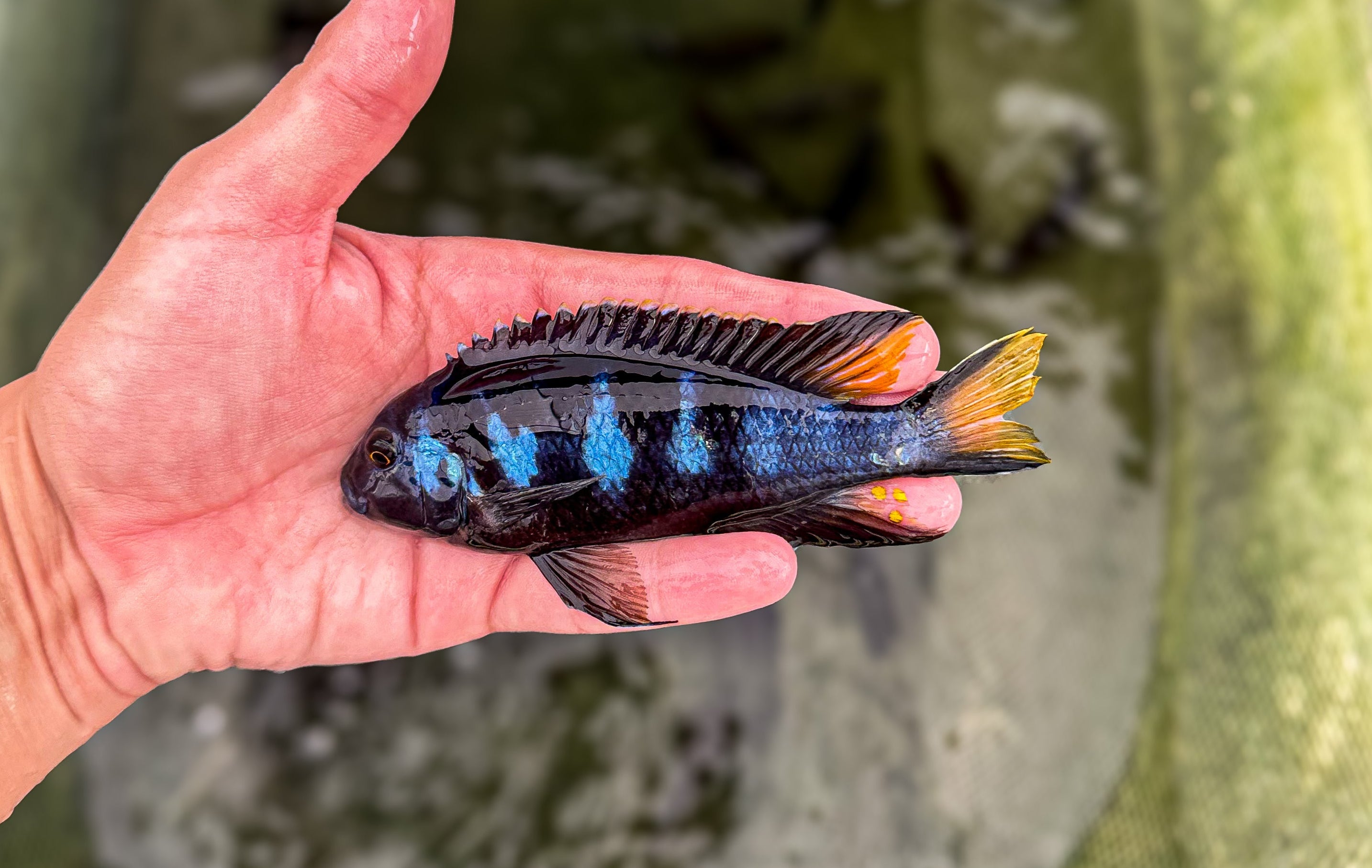 Elongatus Chewere – Central Florida Cichlids
