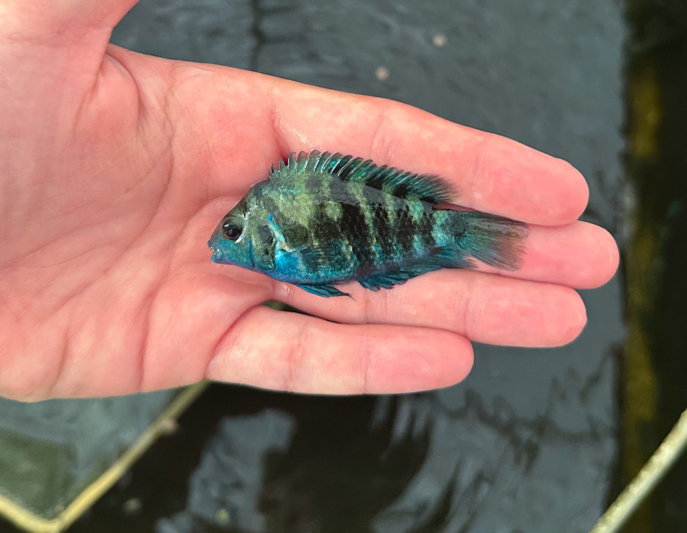 Blue Convict – Central Florida Cichlids