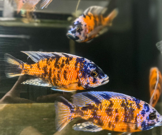 Central Florida Cichlids