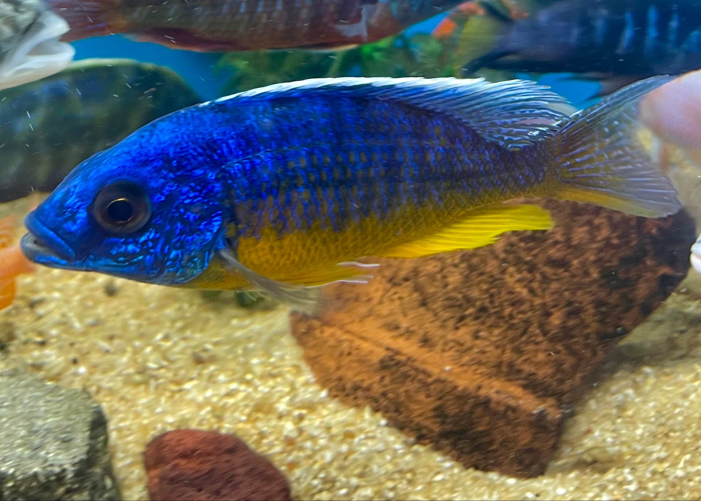 Insignus – Central Florida Cichlids