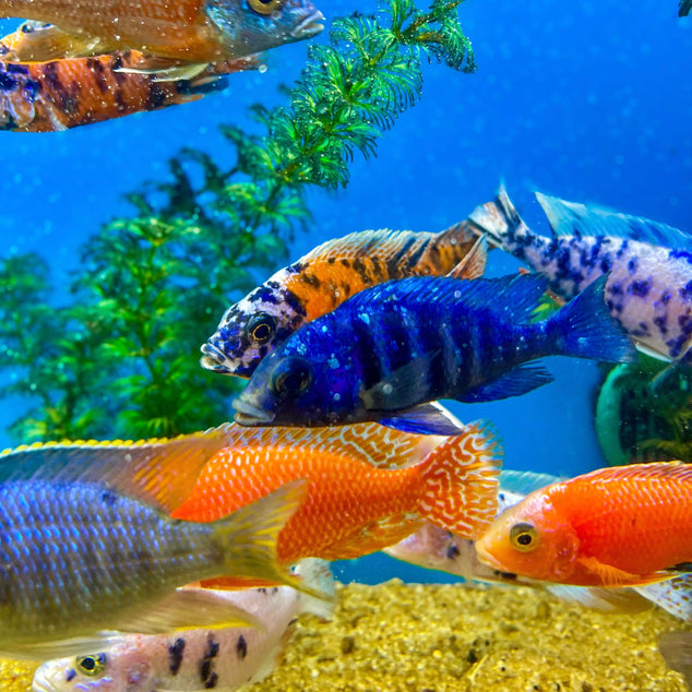 Central Florida Cichlids