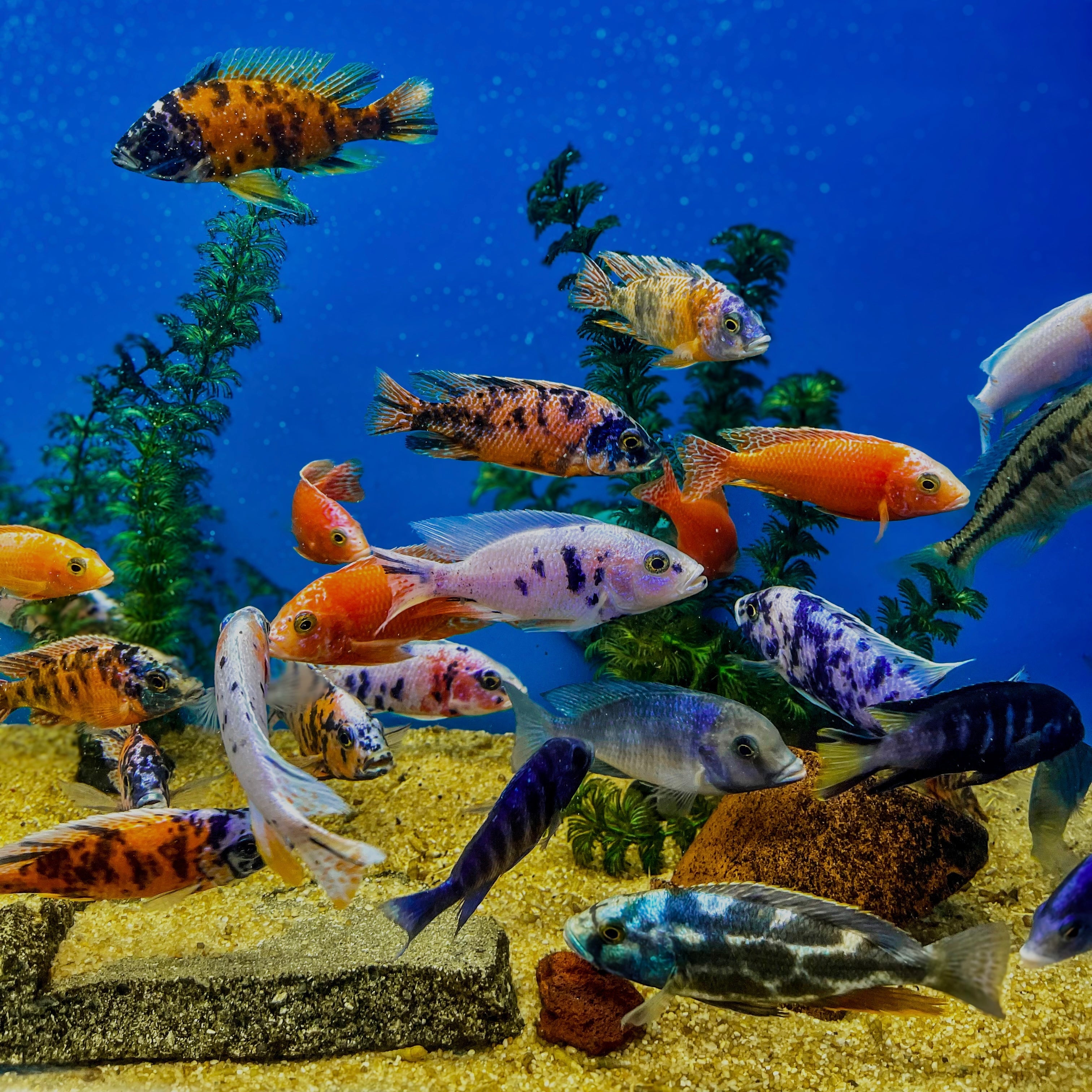Central Florida Cichlids