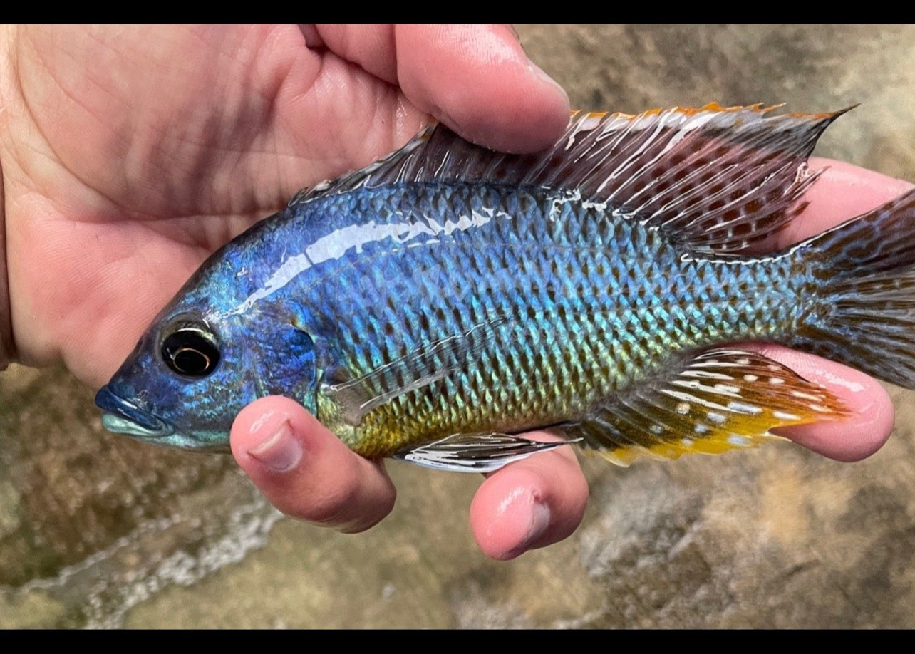 Hertae – Central Florida Cichlids